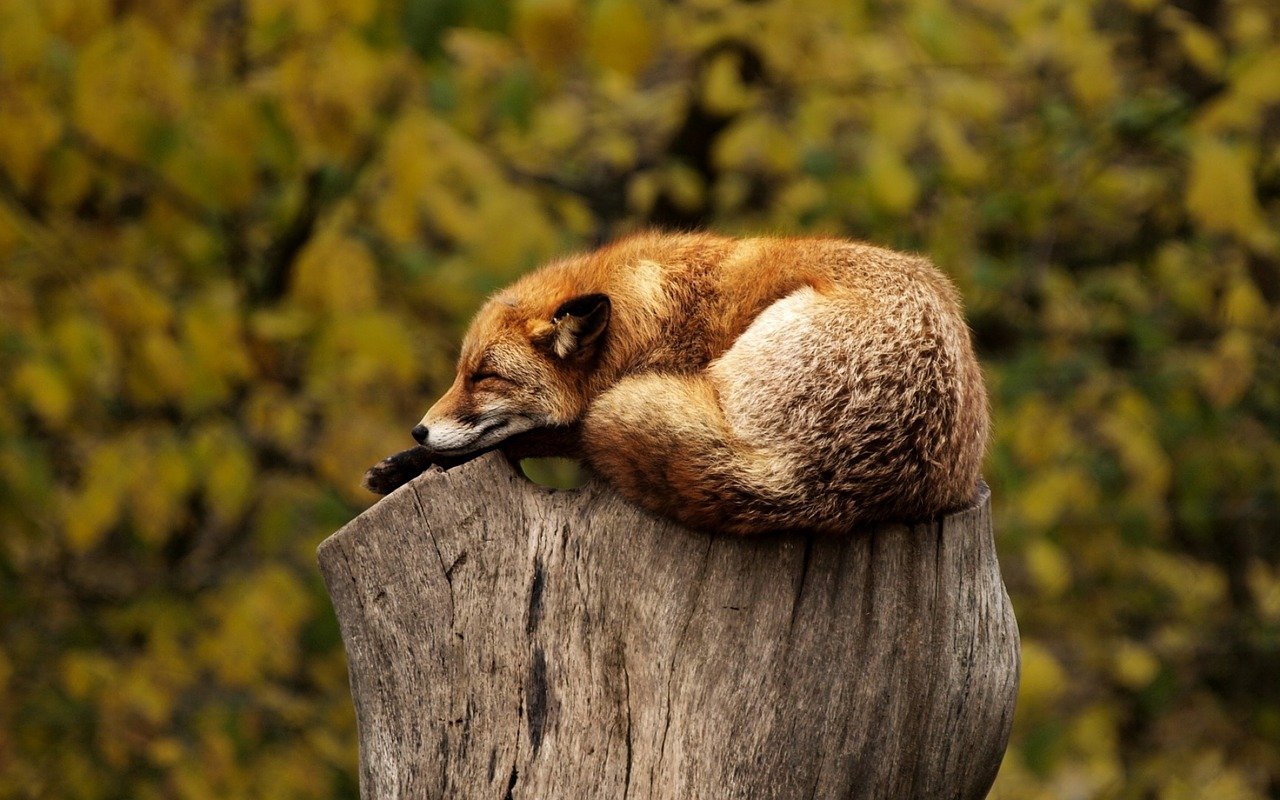 Heimische Wildtiere in Städten: Wissenswertes und Tipps