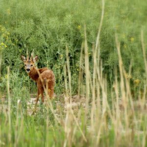 Rehkitz Rettung: Wie rettet man Rehkitze? Alle Infos hier!